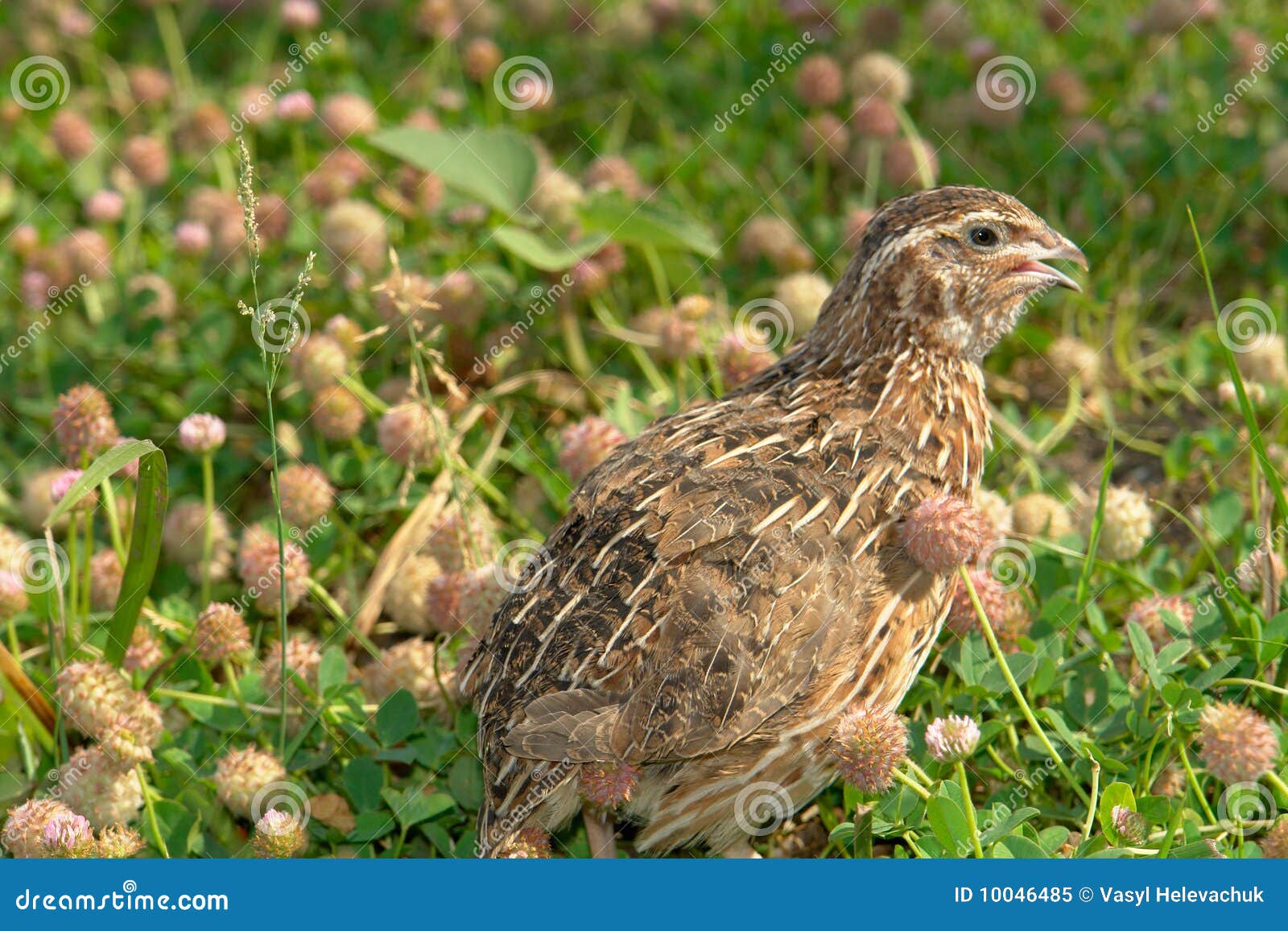 Partridge stock image. Image of life, fowl, isolated - 10046485