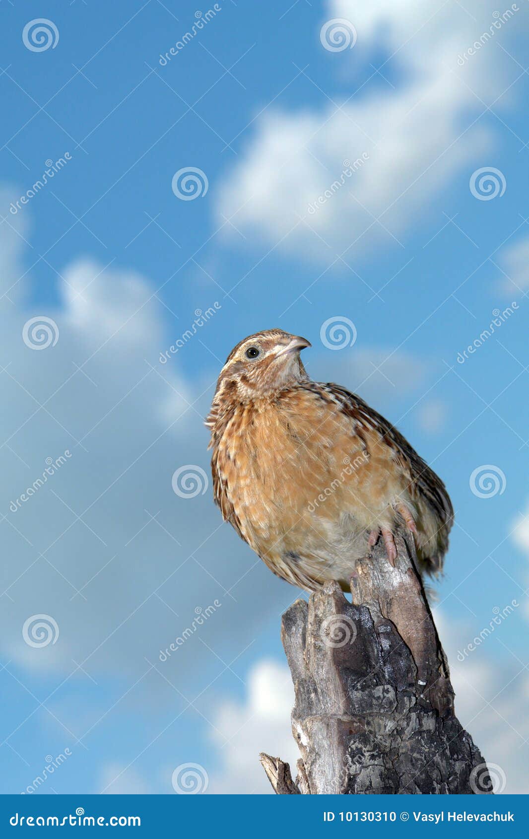 Partridge stock photo. Image of rural, background, male - 10130310