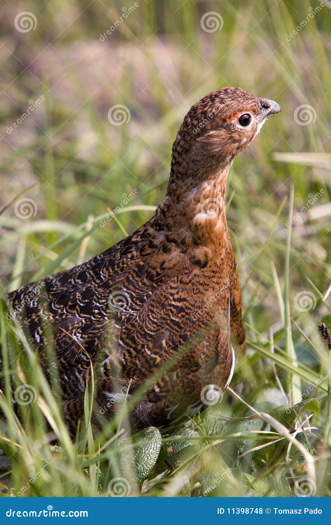 Partridge stock photo. Image of ecosystem, wildlife, wild - 11398748