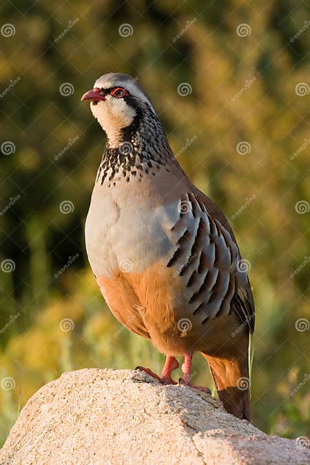 Partridge stock photo. Image of animal, legged, farm - 16860130