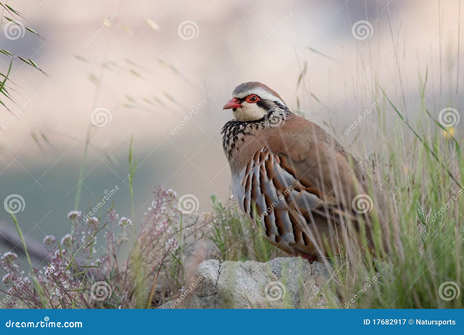 Partridge stock image. Image of birds, hunting, shoot - 17682917