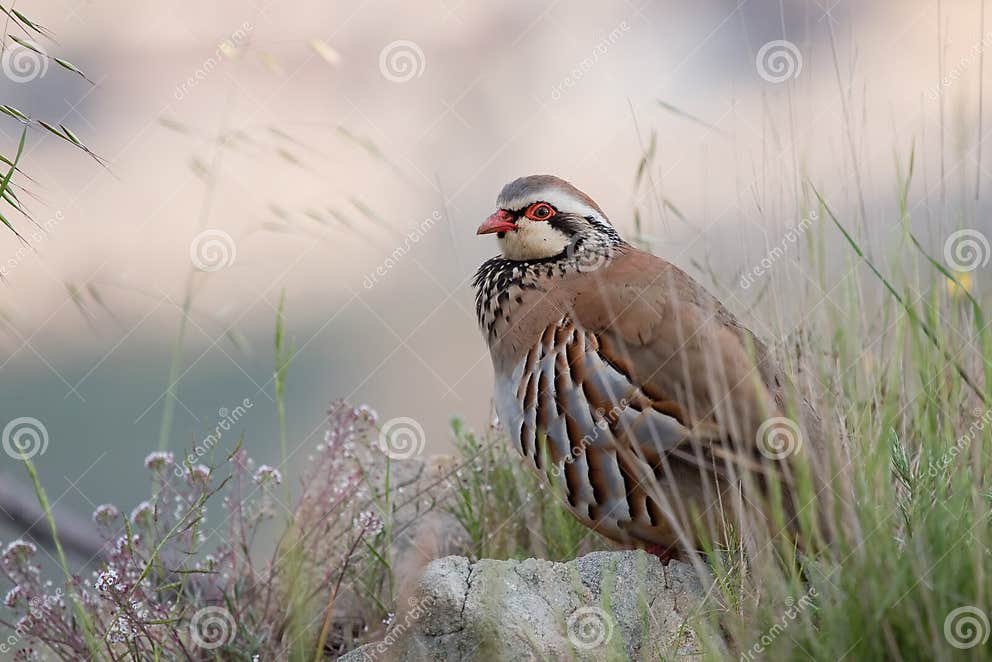 Partridge stock image. Image of birds, hunting, shoot - 17682917