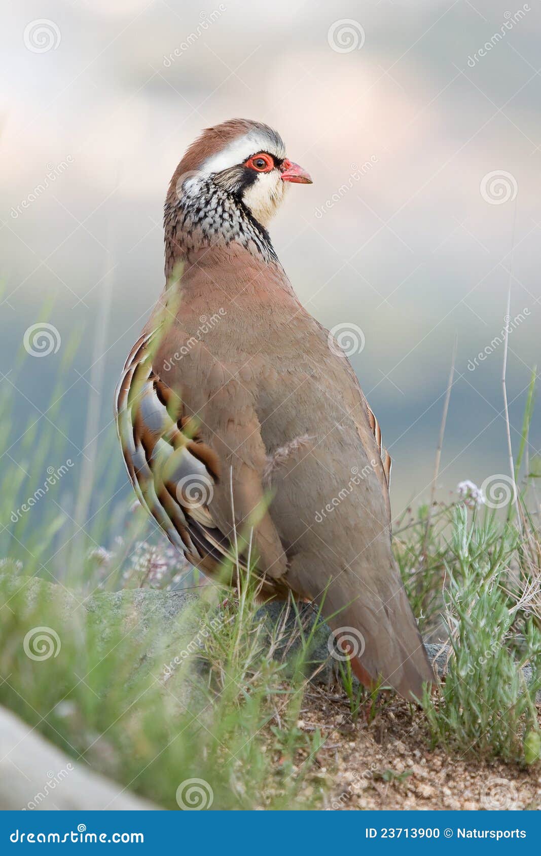 Partridge stock photo. Image of animal, legged, partridge - 23713900