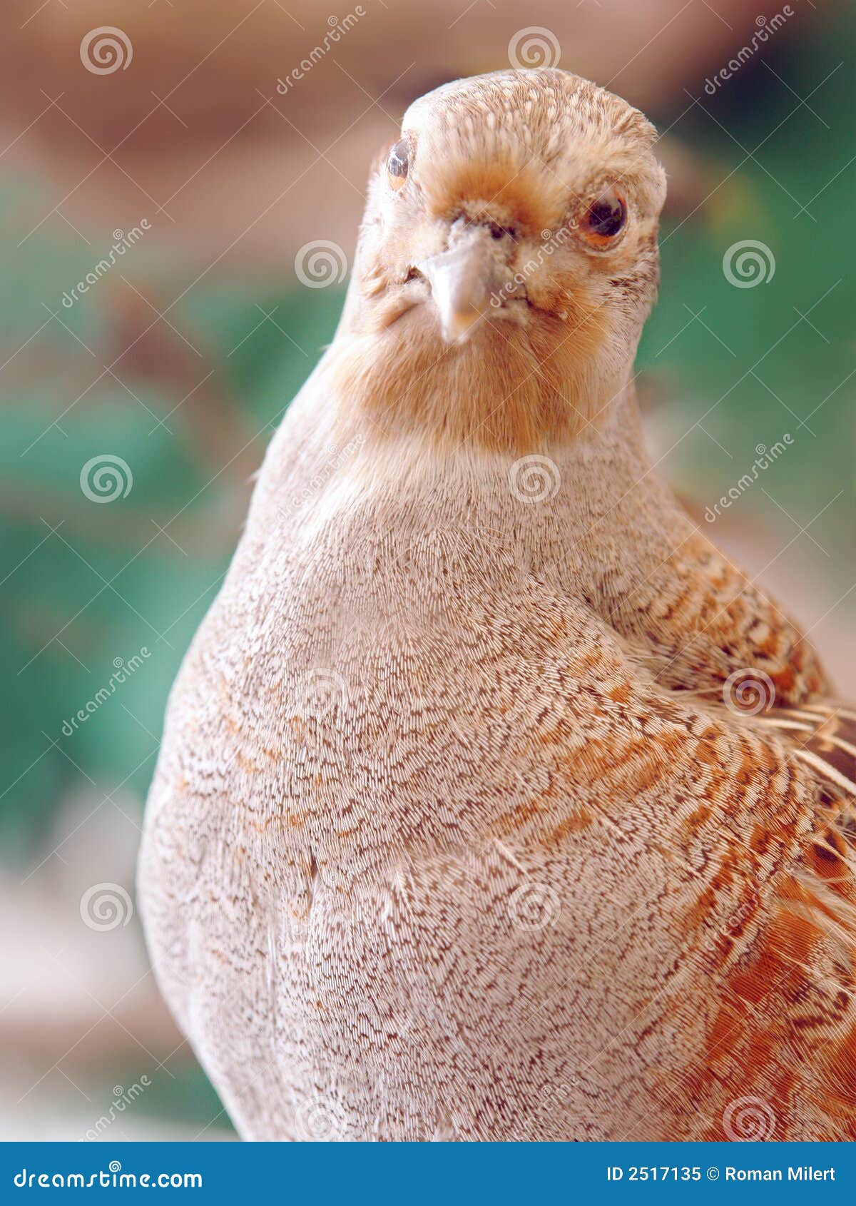 Partridge stock image. Image of wildlife, fauna, wing - 2517135