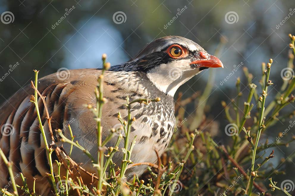 Partridge stock image. Image of cartridge, game, shield - 5231859