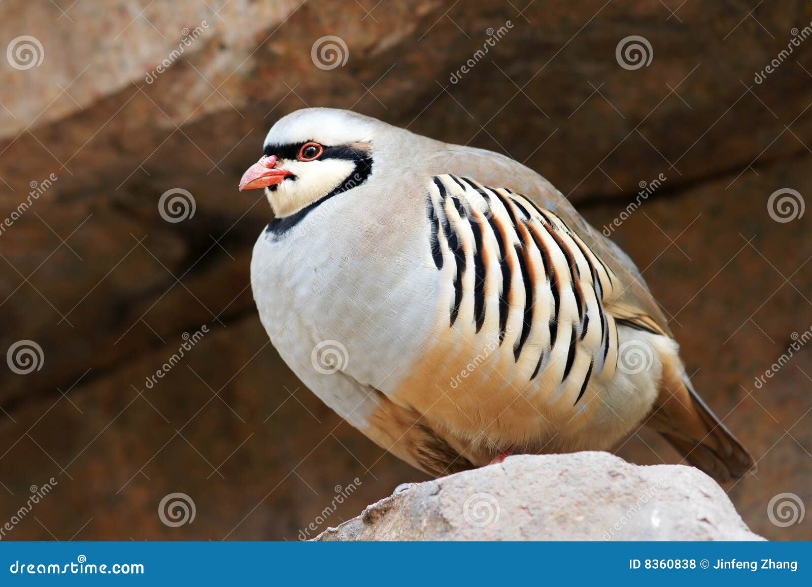 Partridge stock photo. Image of beautiful, wildlife, bird - 8360838