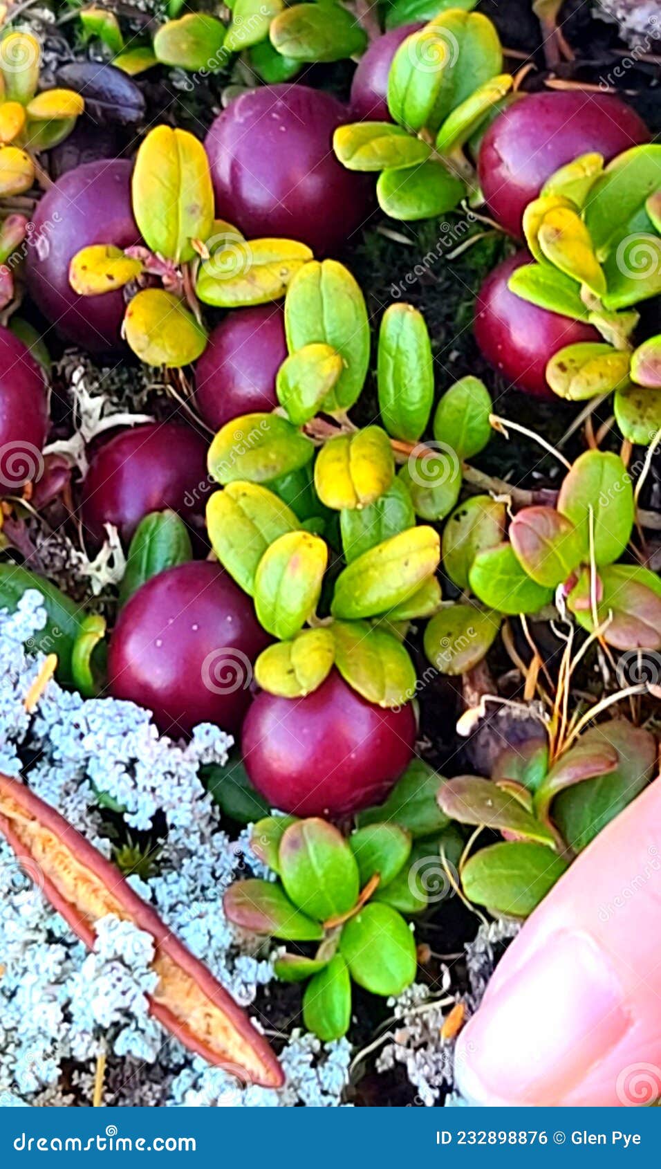 Partridge Berries, Labrador Stock Photo - Image of labrador ...