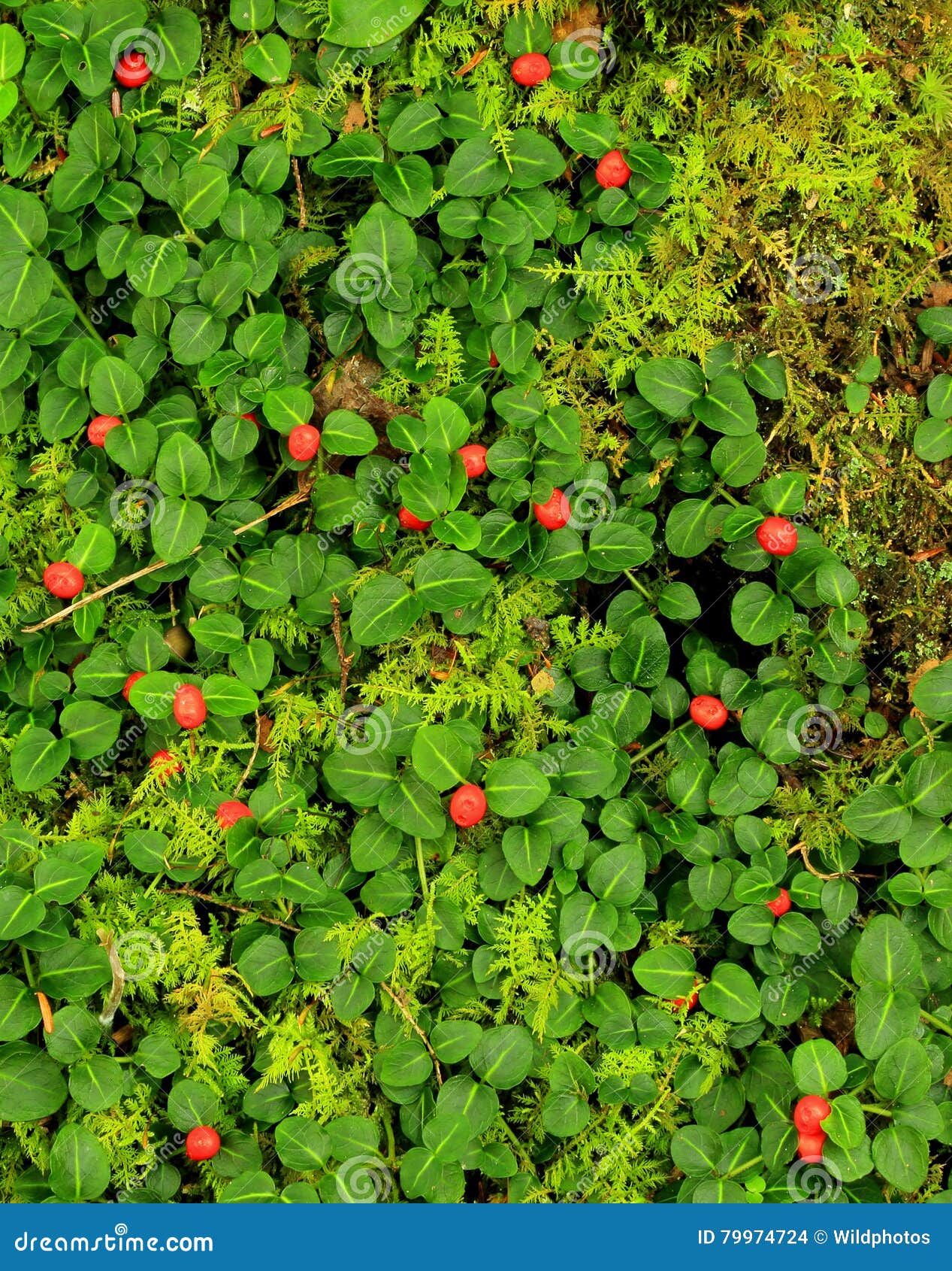 Partridge Berry Stock Photos - Free & Royalty-Free Stock Photos from ...