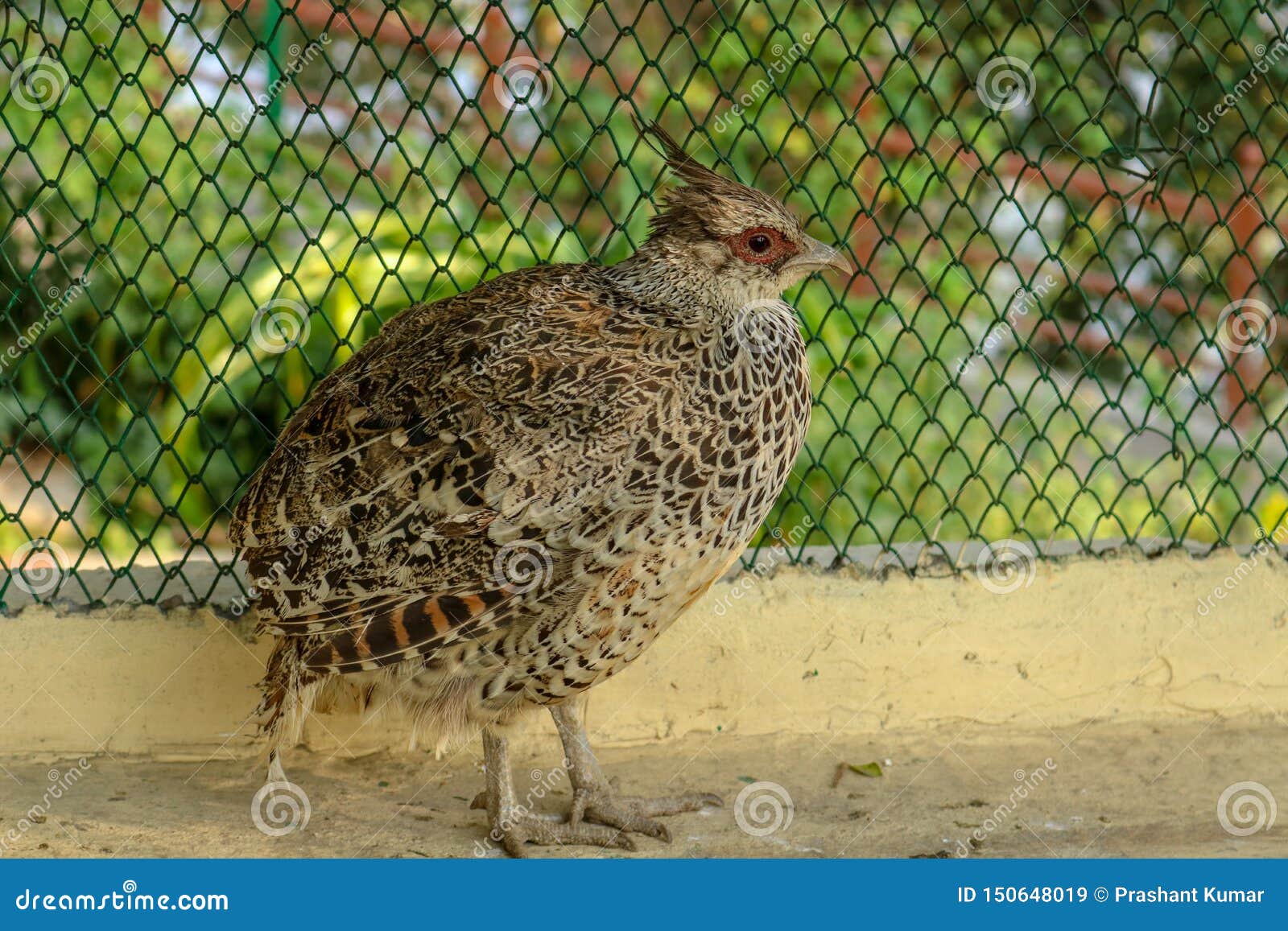 Partridge Bird at Himalayan Bird Park, Shimla, India Stock Image ...