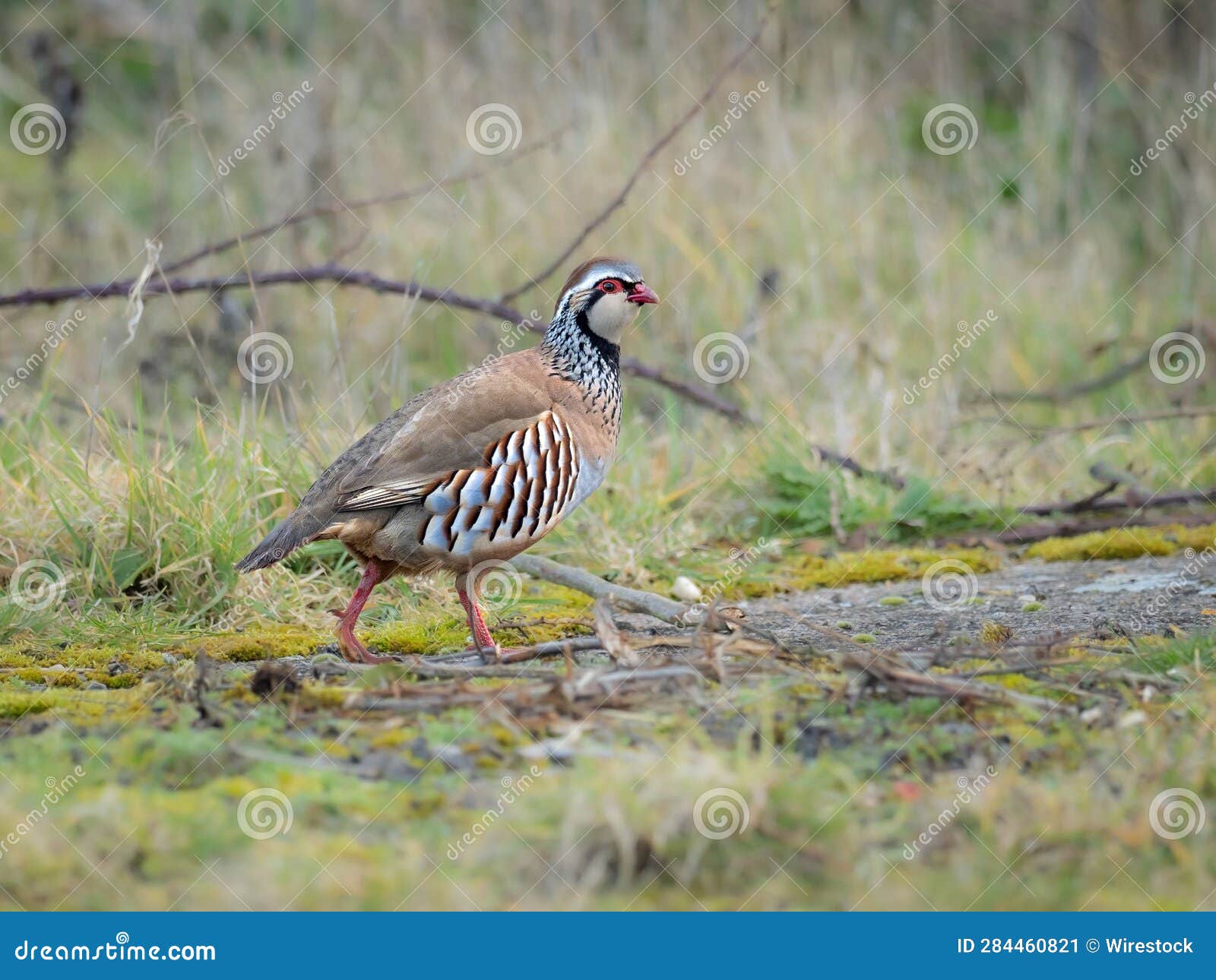 Partridge Bird Walking Along a Winding Pathway in a Lush, Grassy Meadow ...