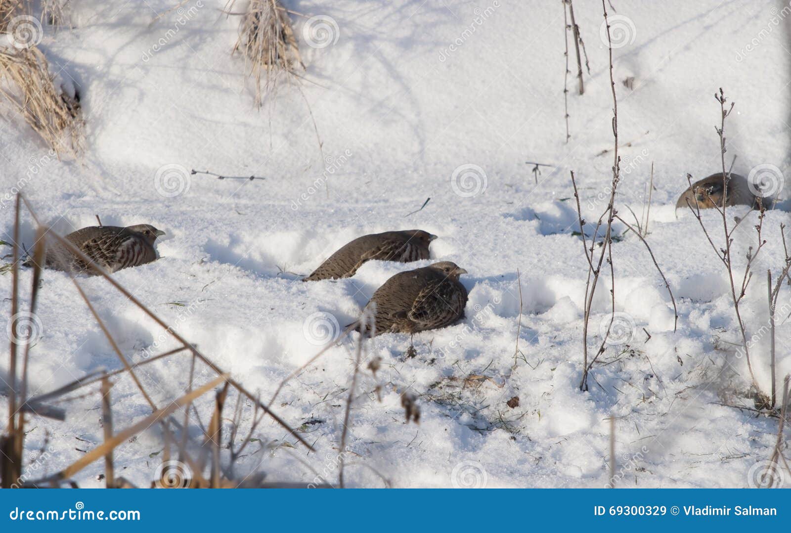 Partridge stock image. Image of birdwatching, rural, fauna - 69300329