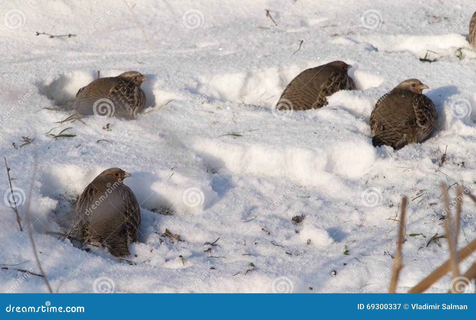 Partridge stock image. Image of beak, wild, cold, season - 69300337