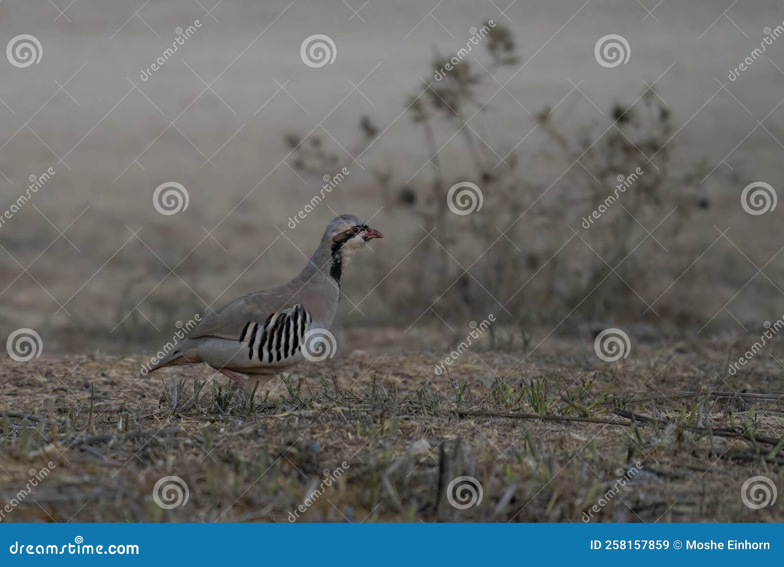 A Partridge at Dawn stock image. Image of ornithology - 258157859