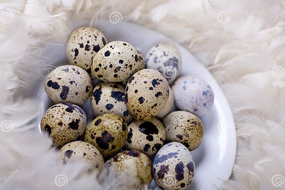 Partridge eggs stock image. Image of diet, food, plate - 11333489