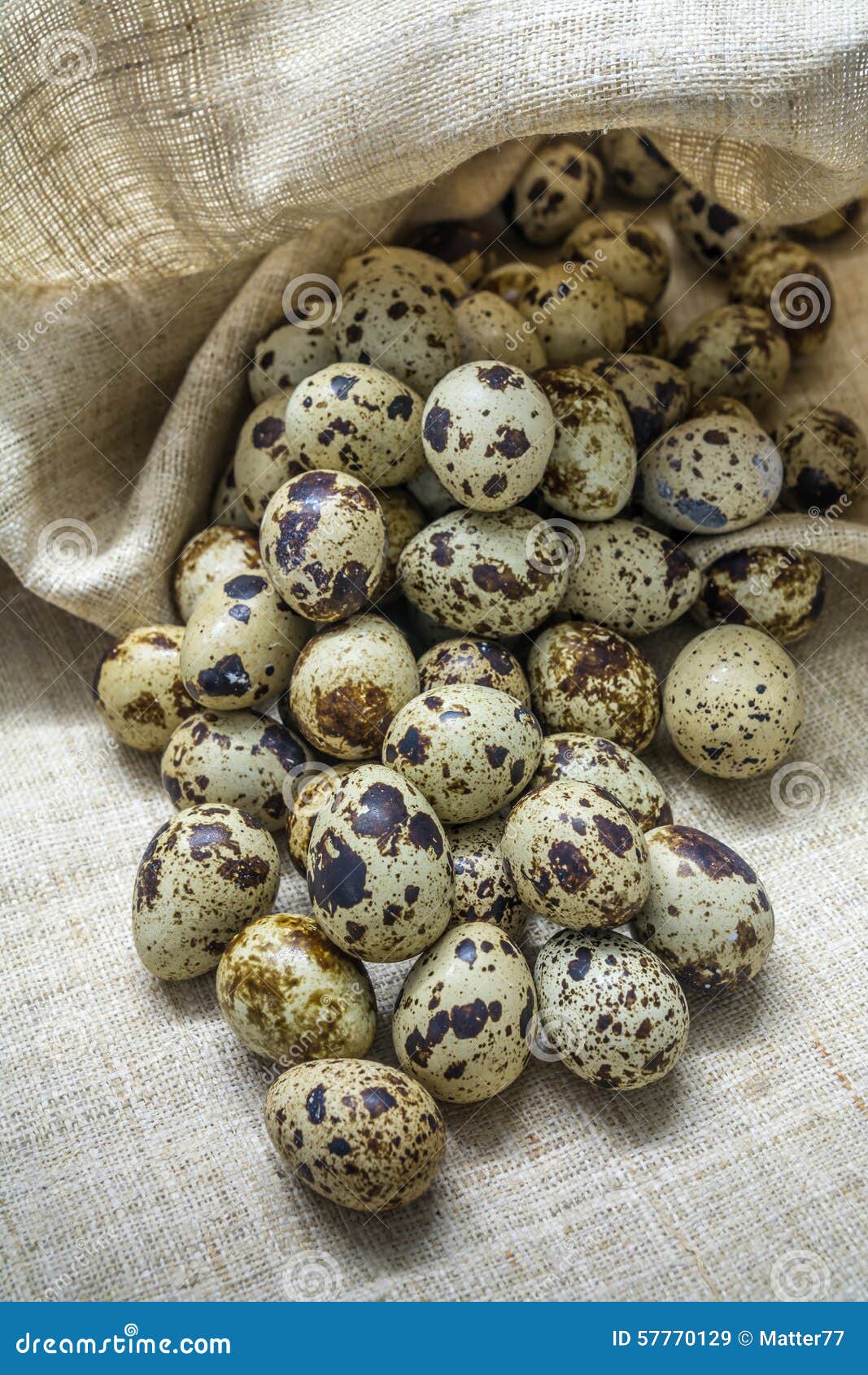 Partridge Eggs on Bark Textile Stock Image - Image of bark, stow: 57770129