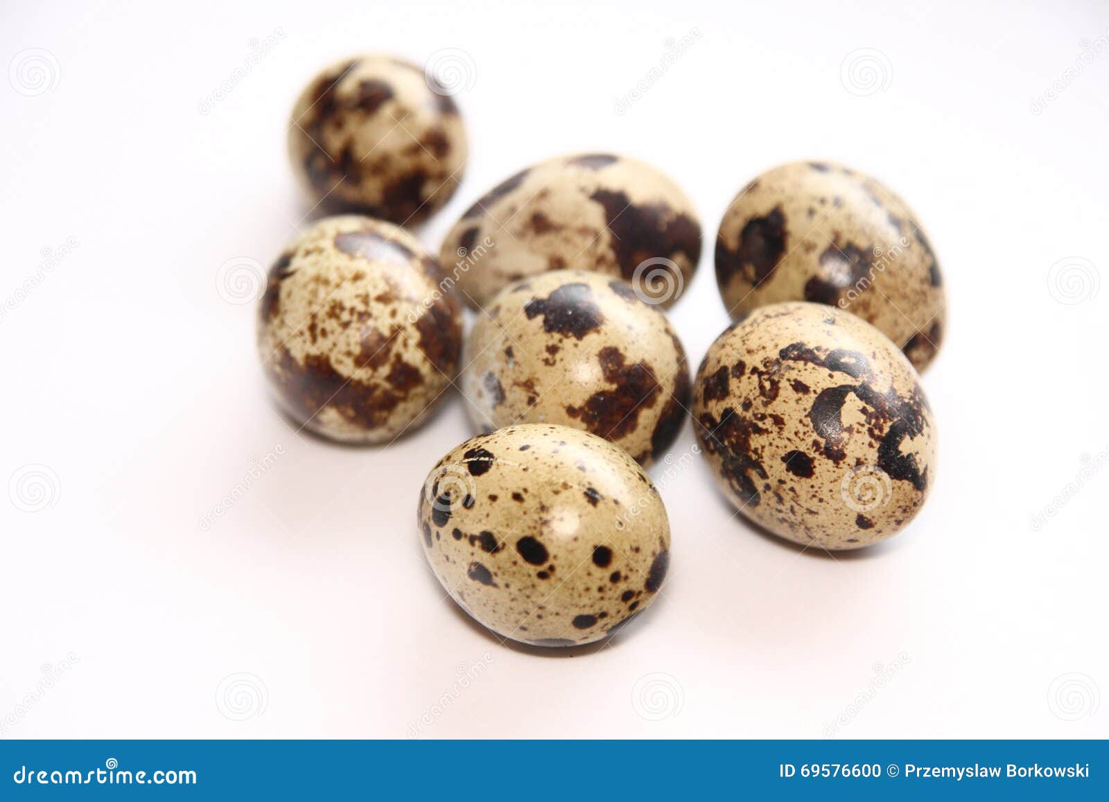 Partridge eggs stock photo. Image of partridge, plate - 69576600