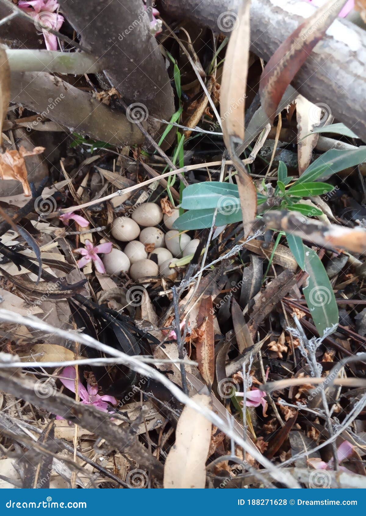 11 partridge eggs in nest stock photo. Image of partridge - 188271628