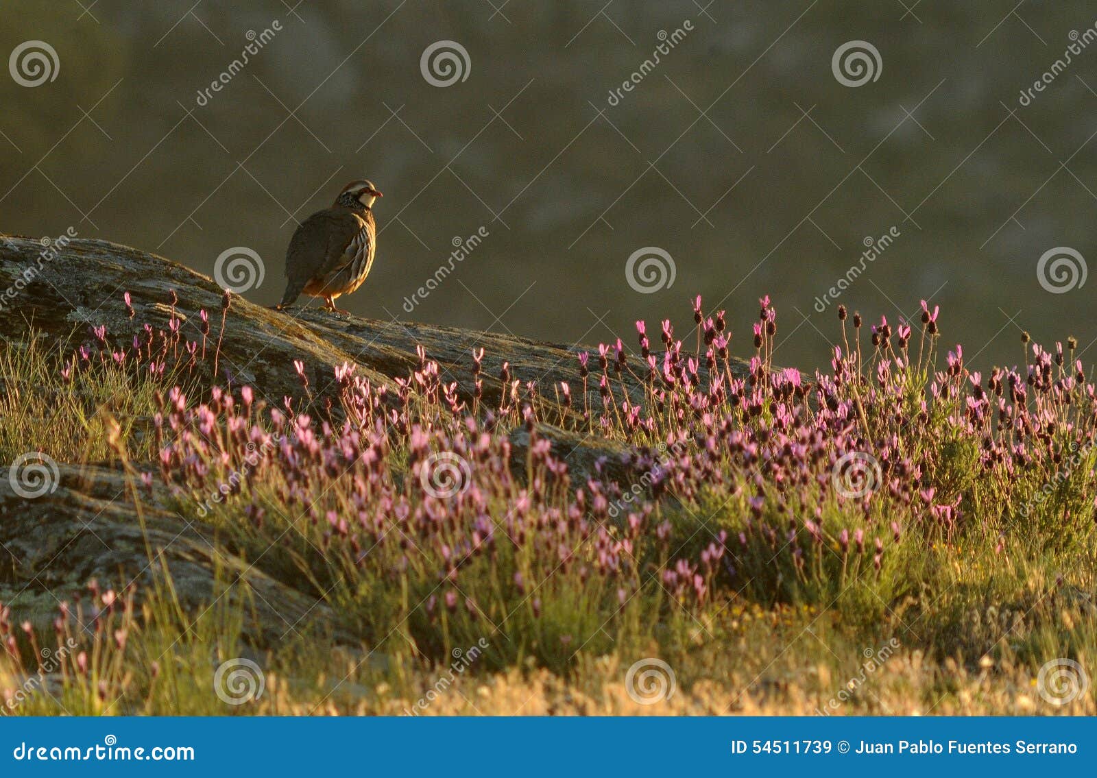 Partridge stock image. Image of biology, branch, eaters - 54511739