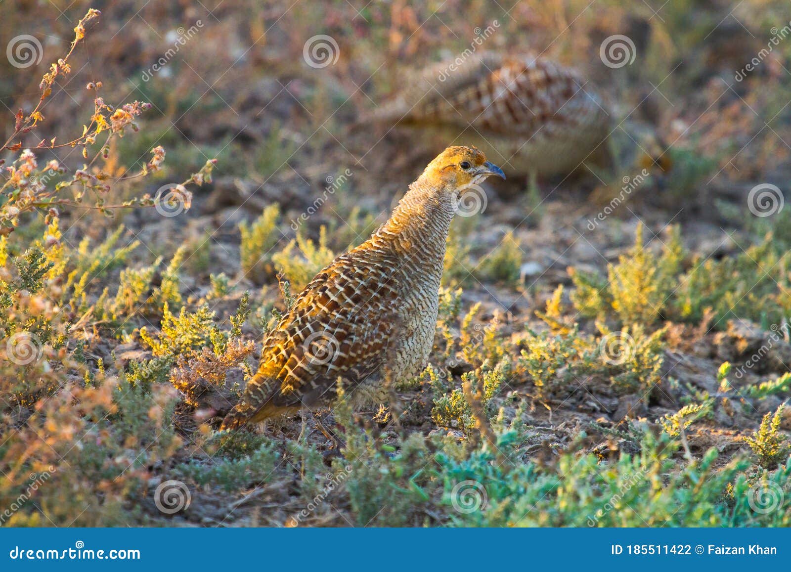 Partridge or Francolin stock photo. Image of bushes - 185511422