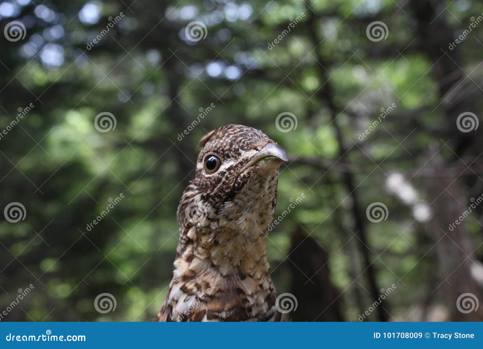 Partridge head stock image. Image of tree, observe, leaves - 101708009