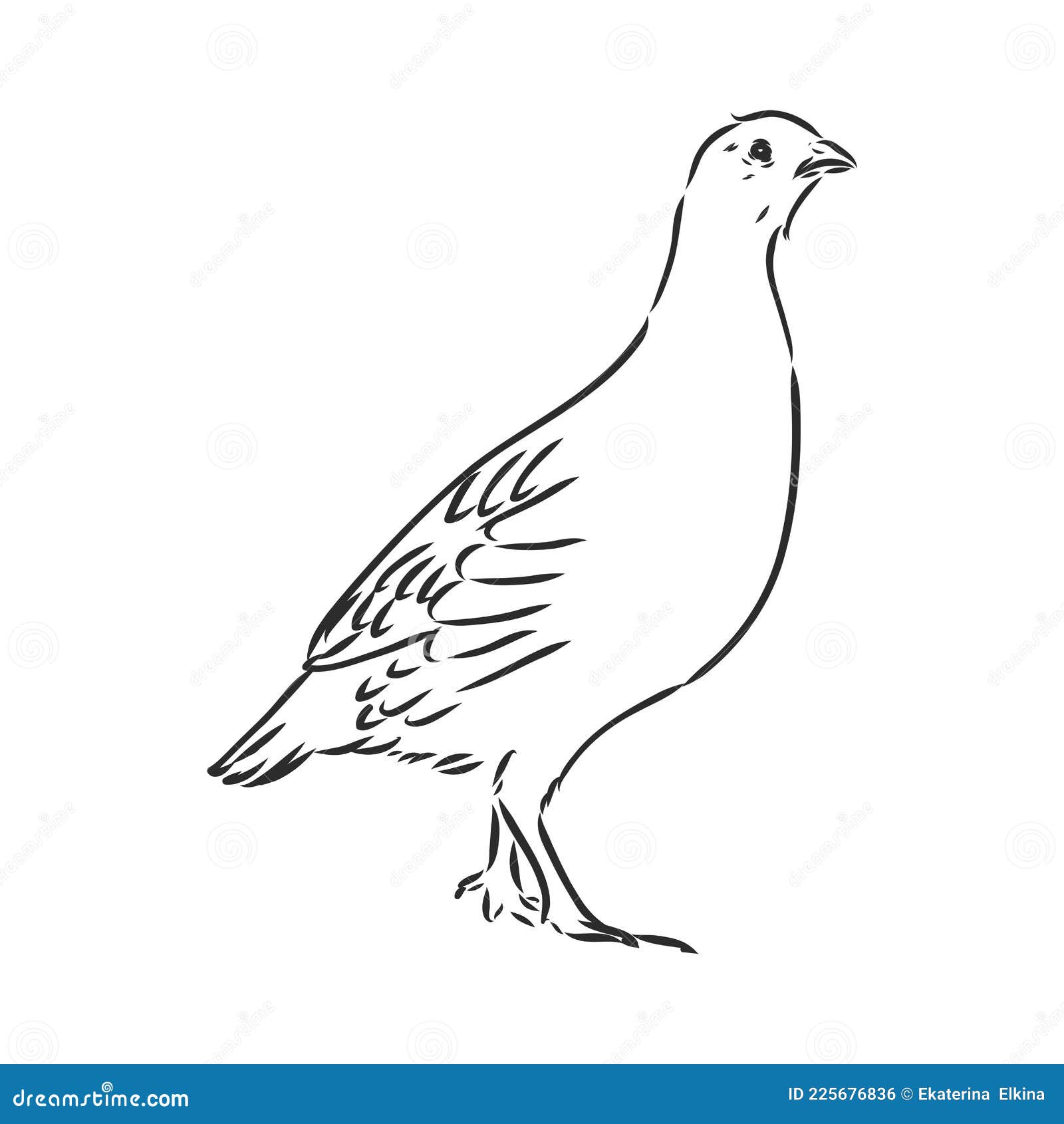 Grey Partridge Or Perdix Perdix, Vintage Engraving Cartoon Vector ...