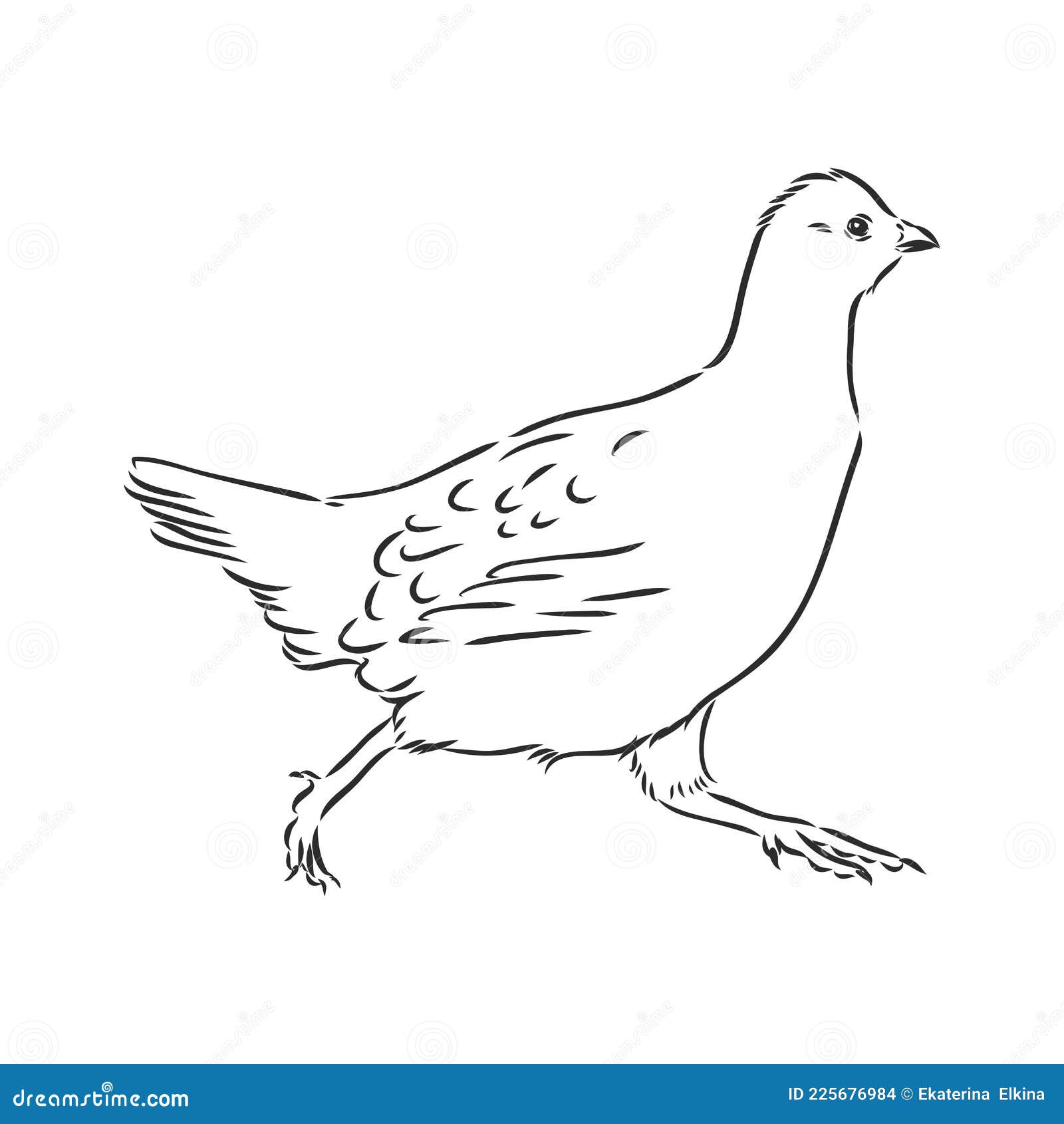 Partridge, Grouse Sketch Birds in the Village, Poultry Stock Vector ...