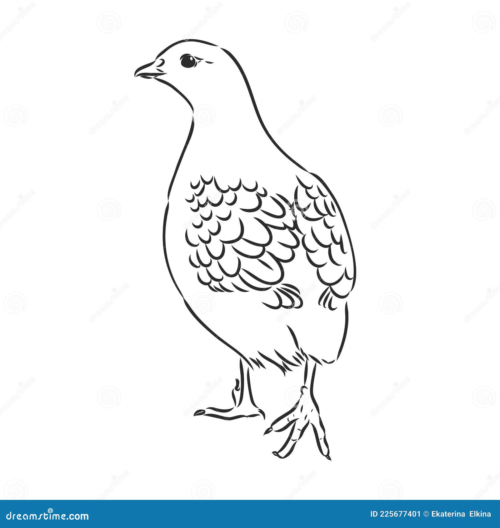 Grey Partridge Or Perdix Perdix, Vintage Engraving Cartoon Vector ...