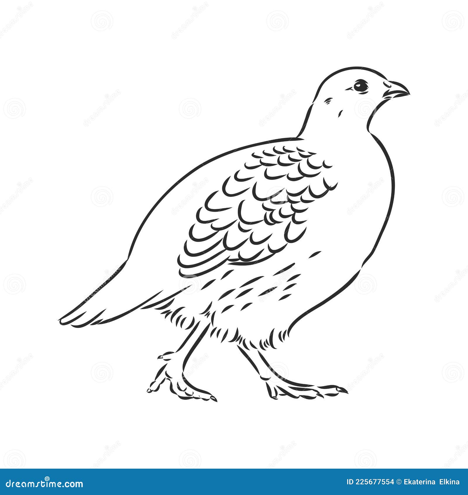 Partridge, Grouse Sketch Birds in the Village, Poultry Stock Vector ...