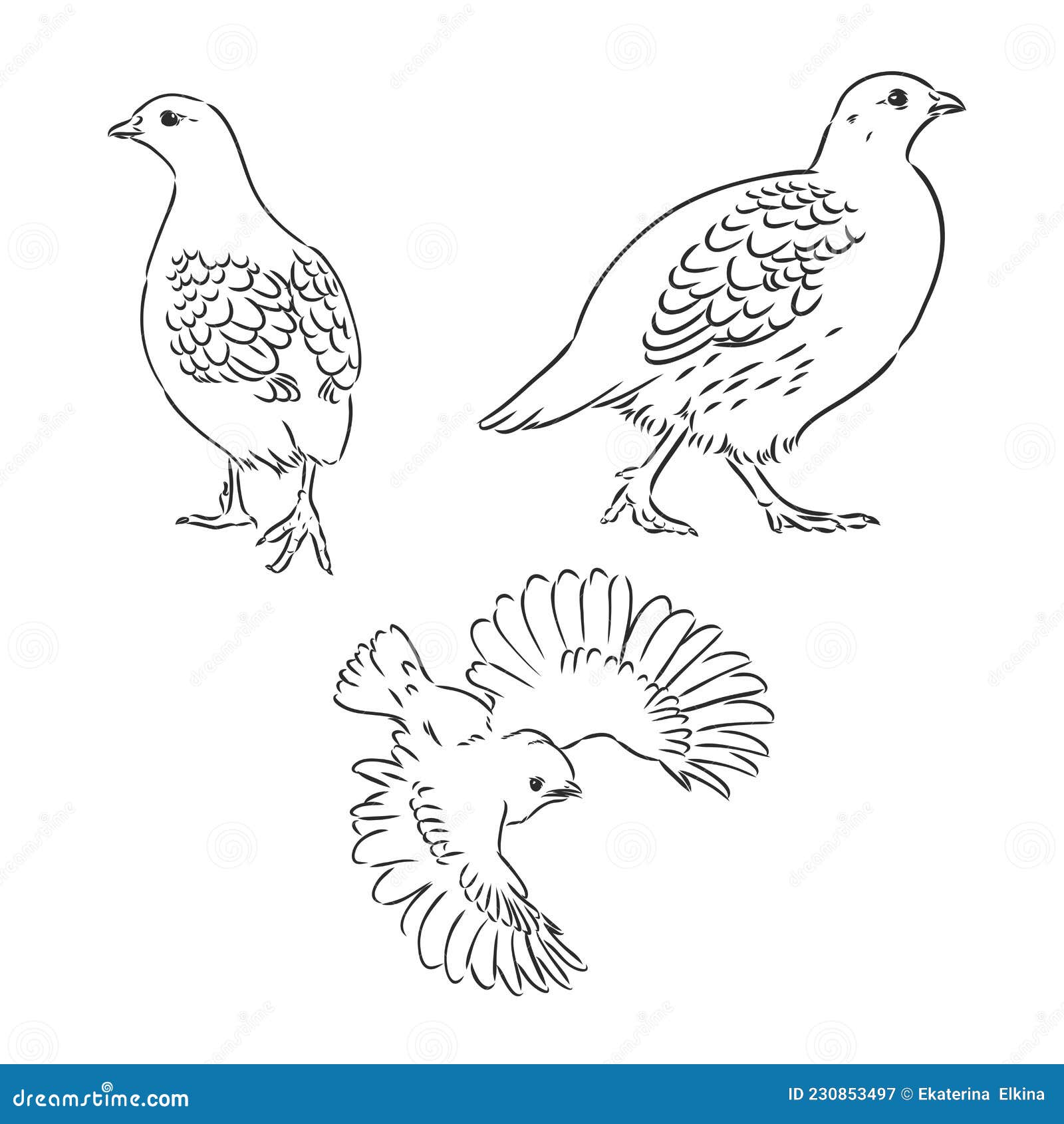 Partridge, Grouse Sketch Birds in the Village, Poultry Stock Vector ...
