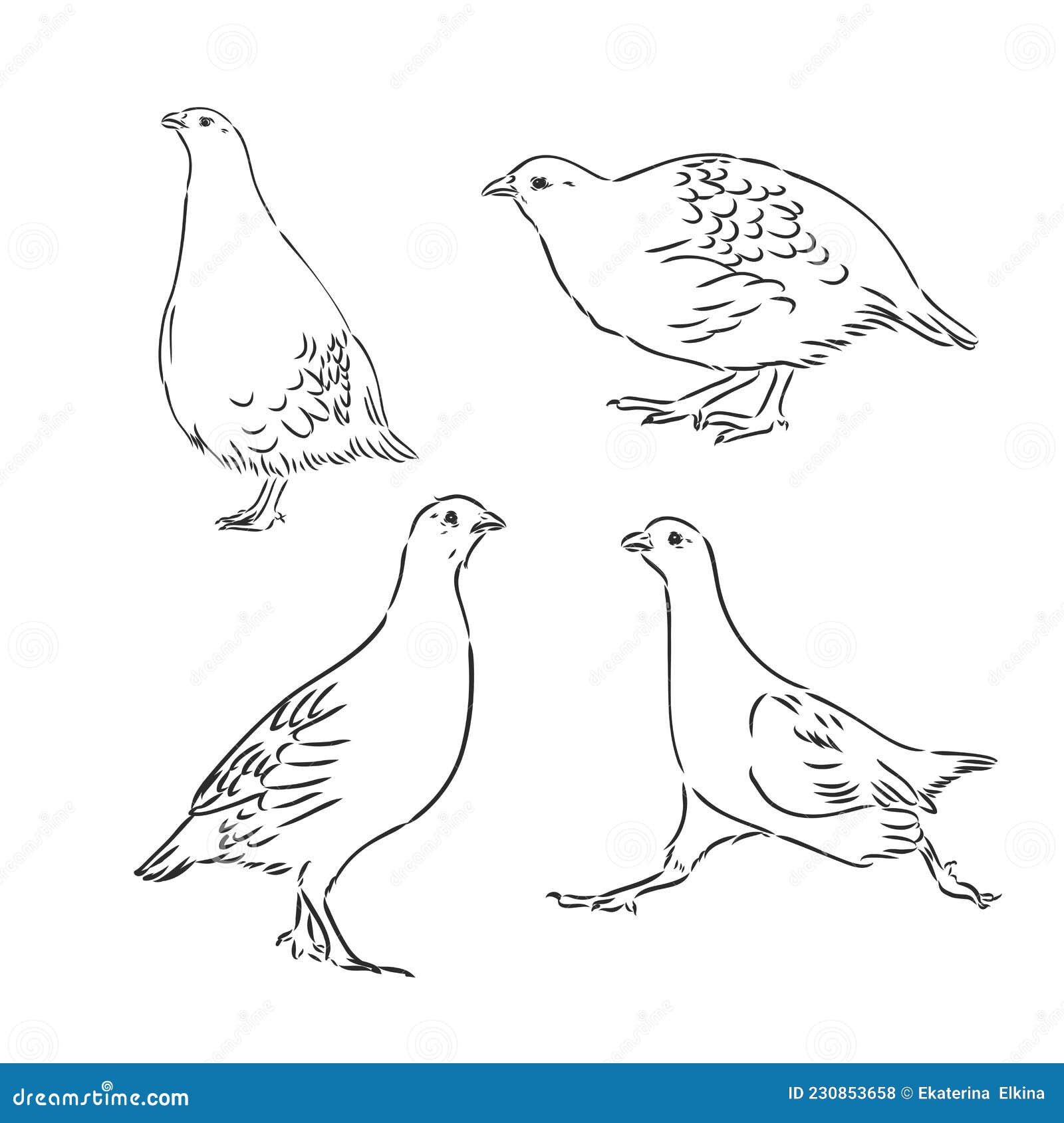 Partridge, Grouse Sketch Birds in the Village, Poultry Stock Vector ...