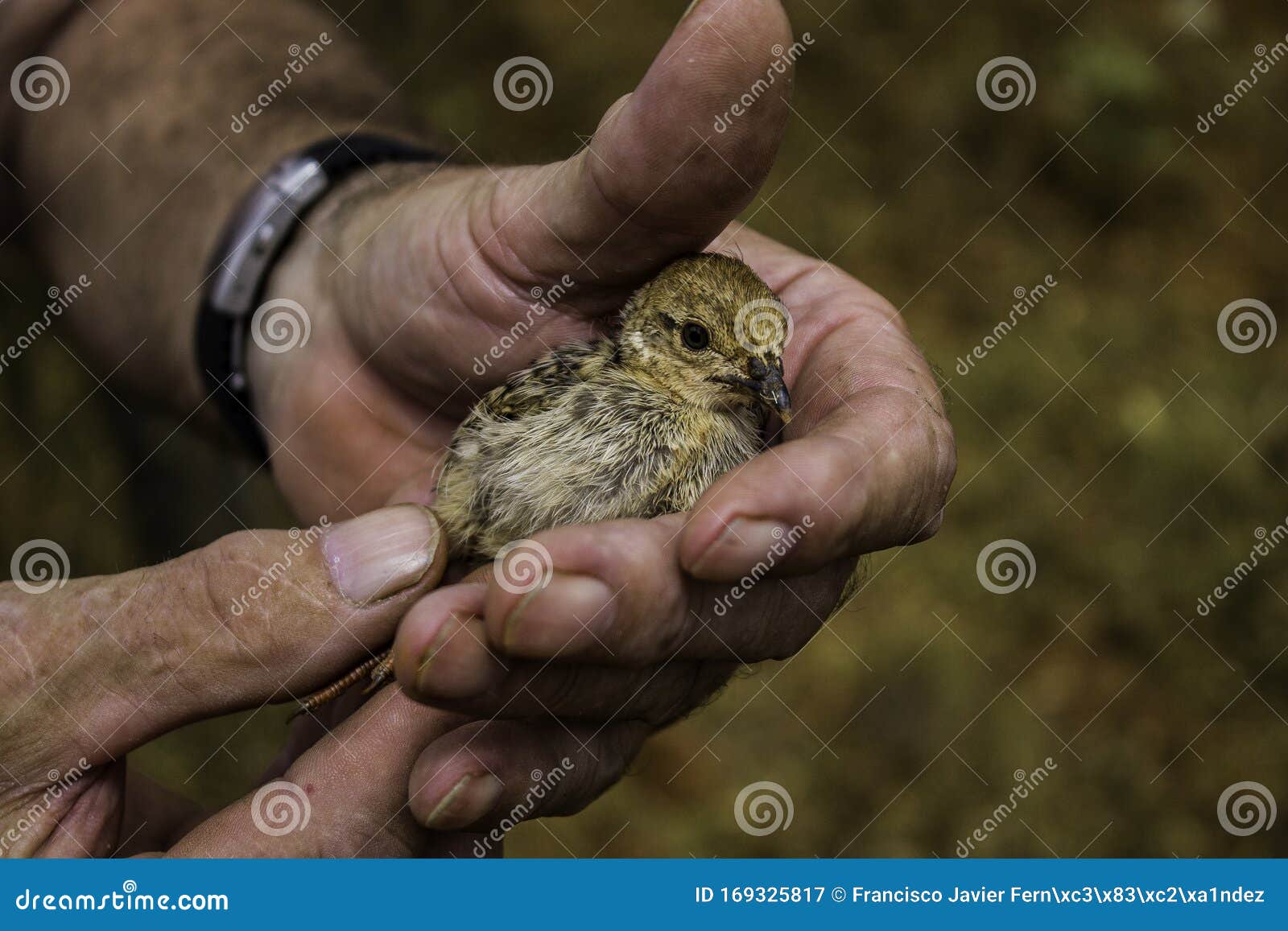 Partridge Breeding in the Hands of an Old Man Stock Image - Image of ...