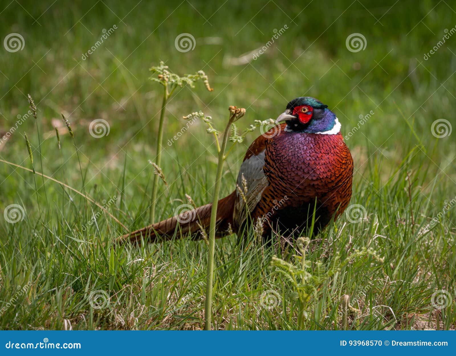 Partridge stock photo. Image of male, partridge, large - 93968570