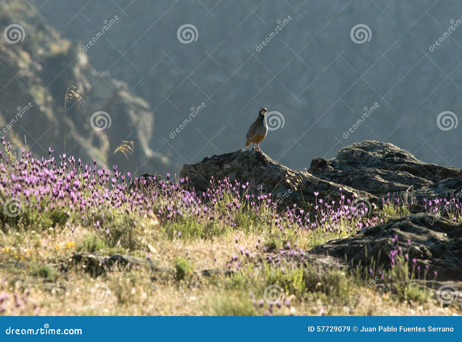 Partridge in the mountains stock image. Image of partridges - 57729079