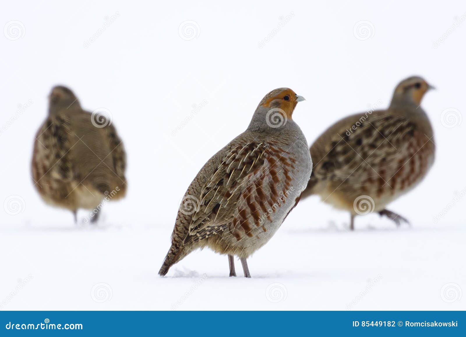 Partridge Perdix Perdix - Birds on White Snow in Winter Stock Photo ...