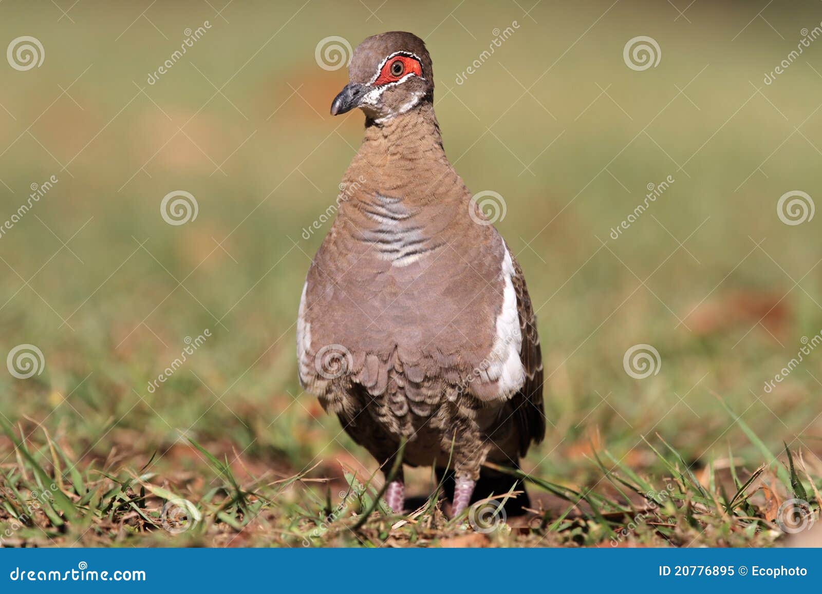 Partridge pigeon stock image. Image of wings, animal - 20776895