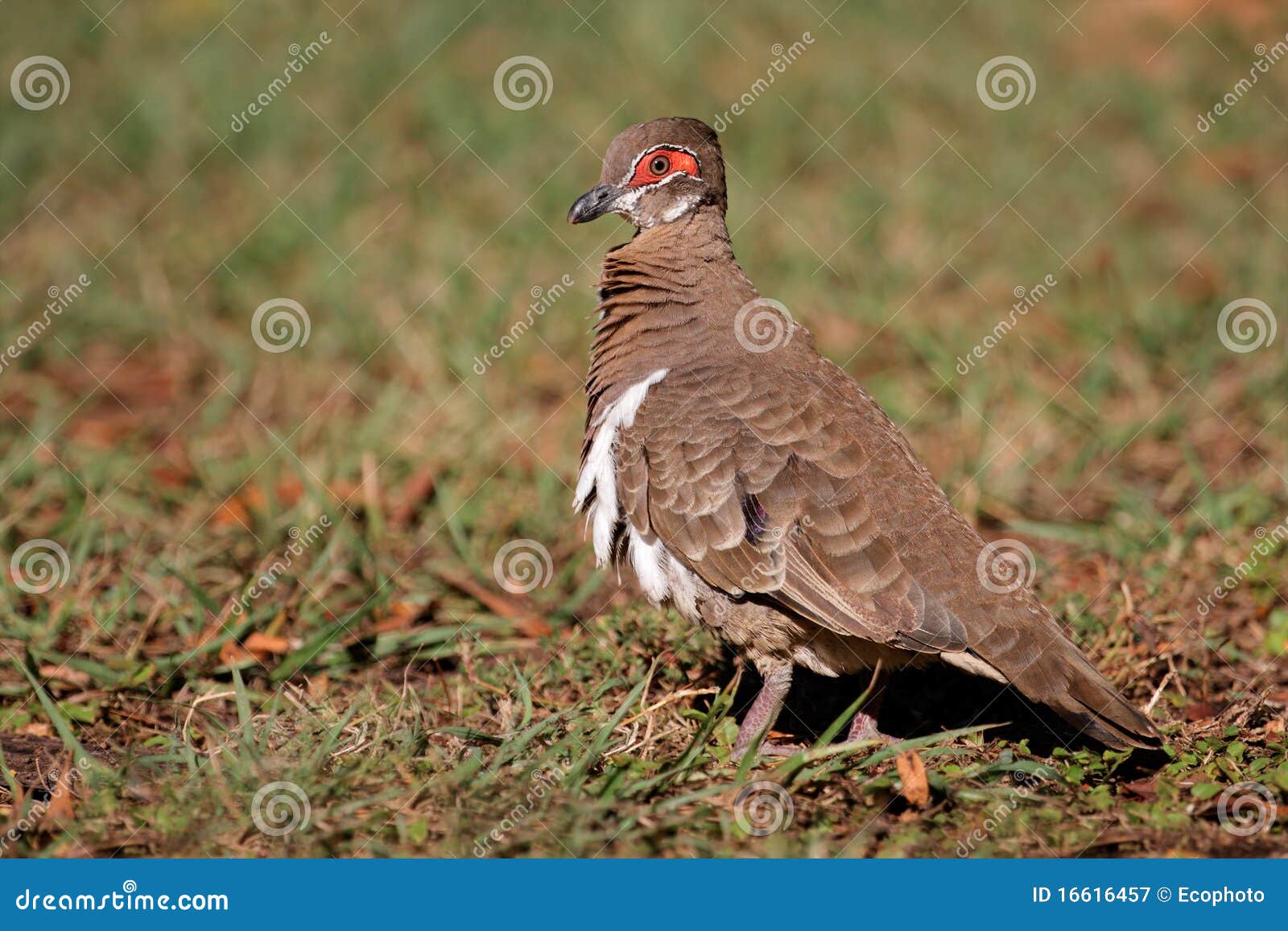 Partridge Pigeon, Australia Stock Image - Image of pigeon, feathers ...