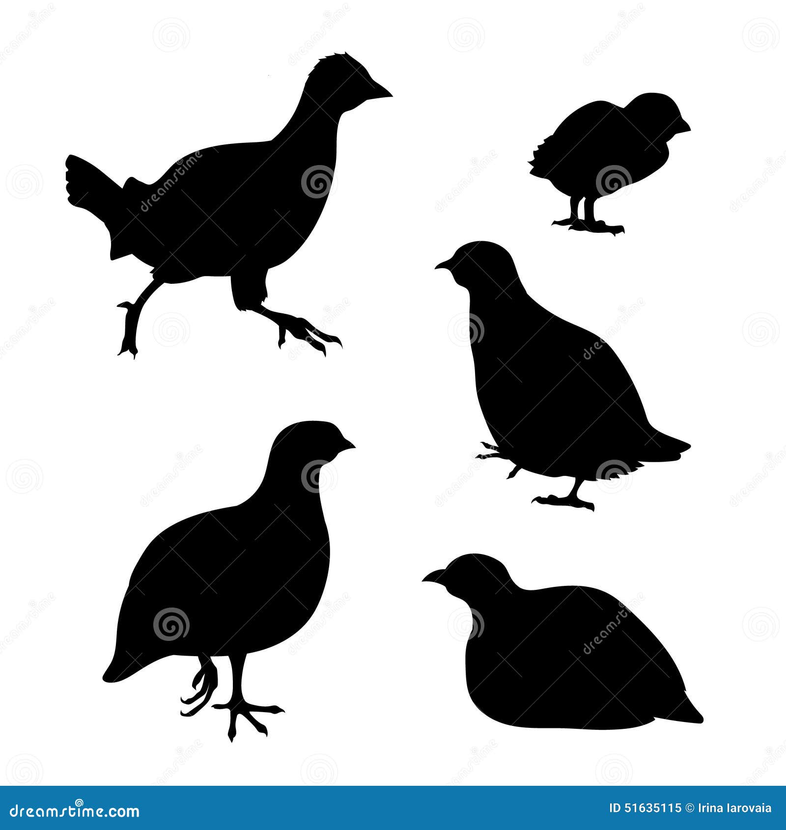 Partridge set vector stock vector. Illustration of poses - 51635115