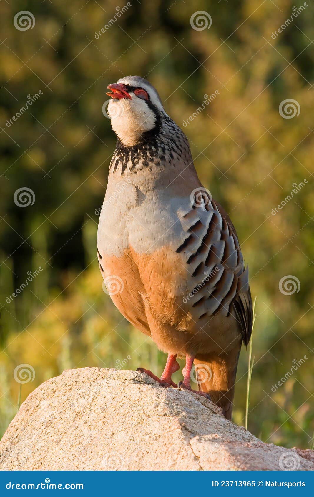 Partridge singing stock image. Image of fowl, male, sing - 23713965