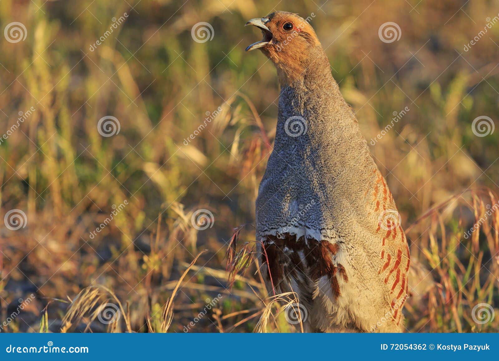 278 Legged Partridges Stock Photos - Free & Royalty-Free Stock Photos ...