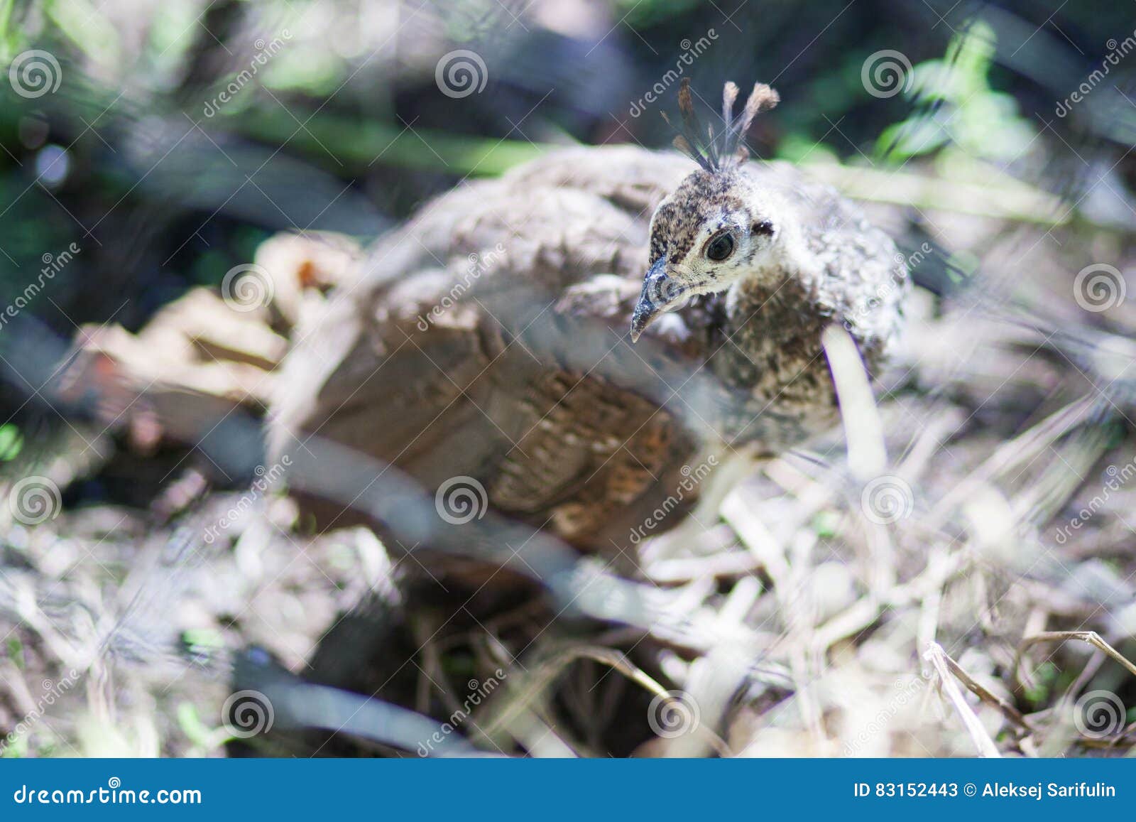 Partridge stock image. Image of small, partridge, bird - 83152443