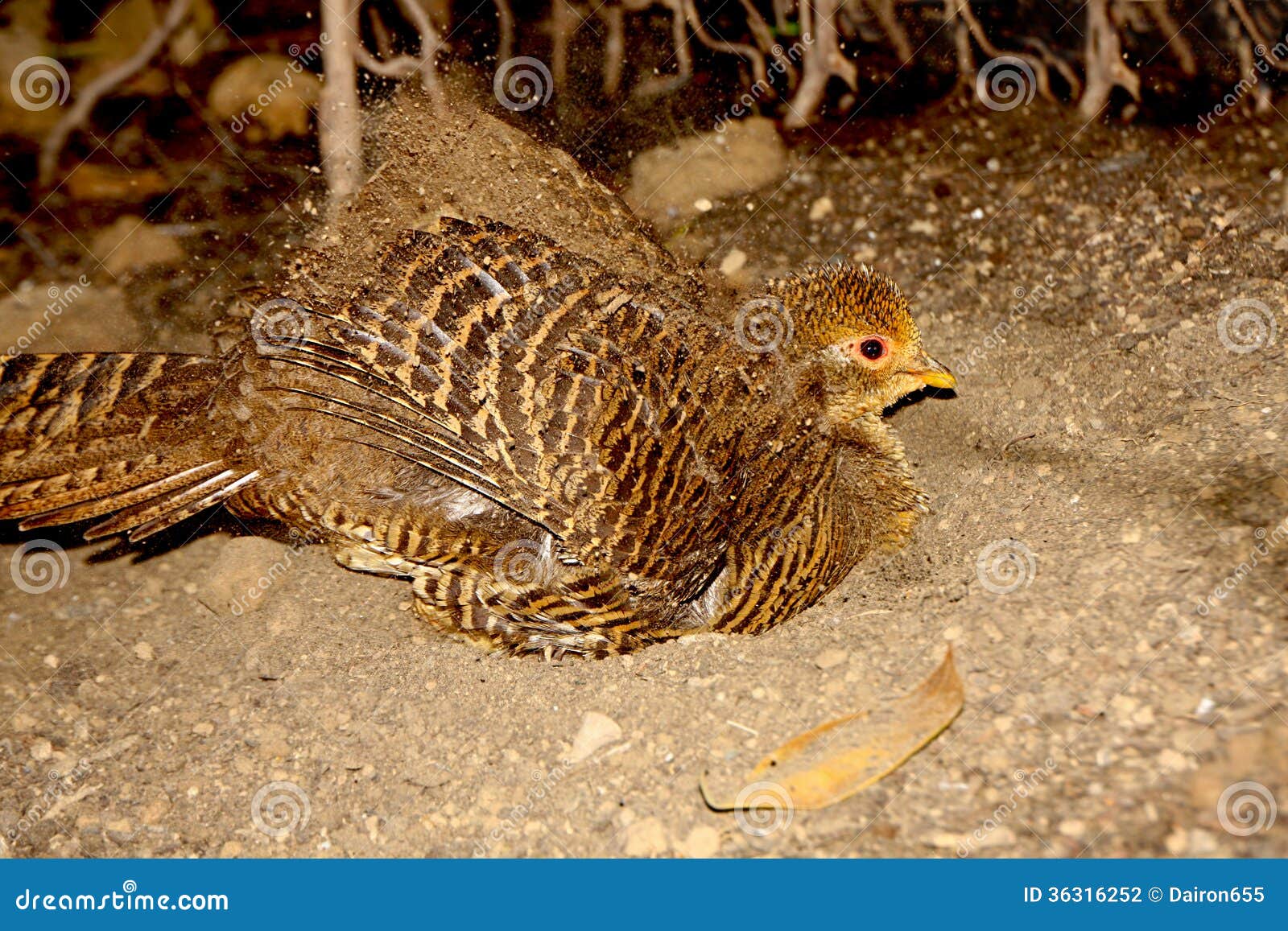 Partridge stock photo. Image of livestock, domestic, isolated - 36316252