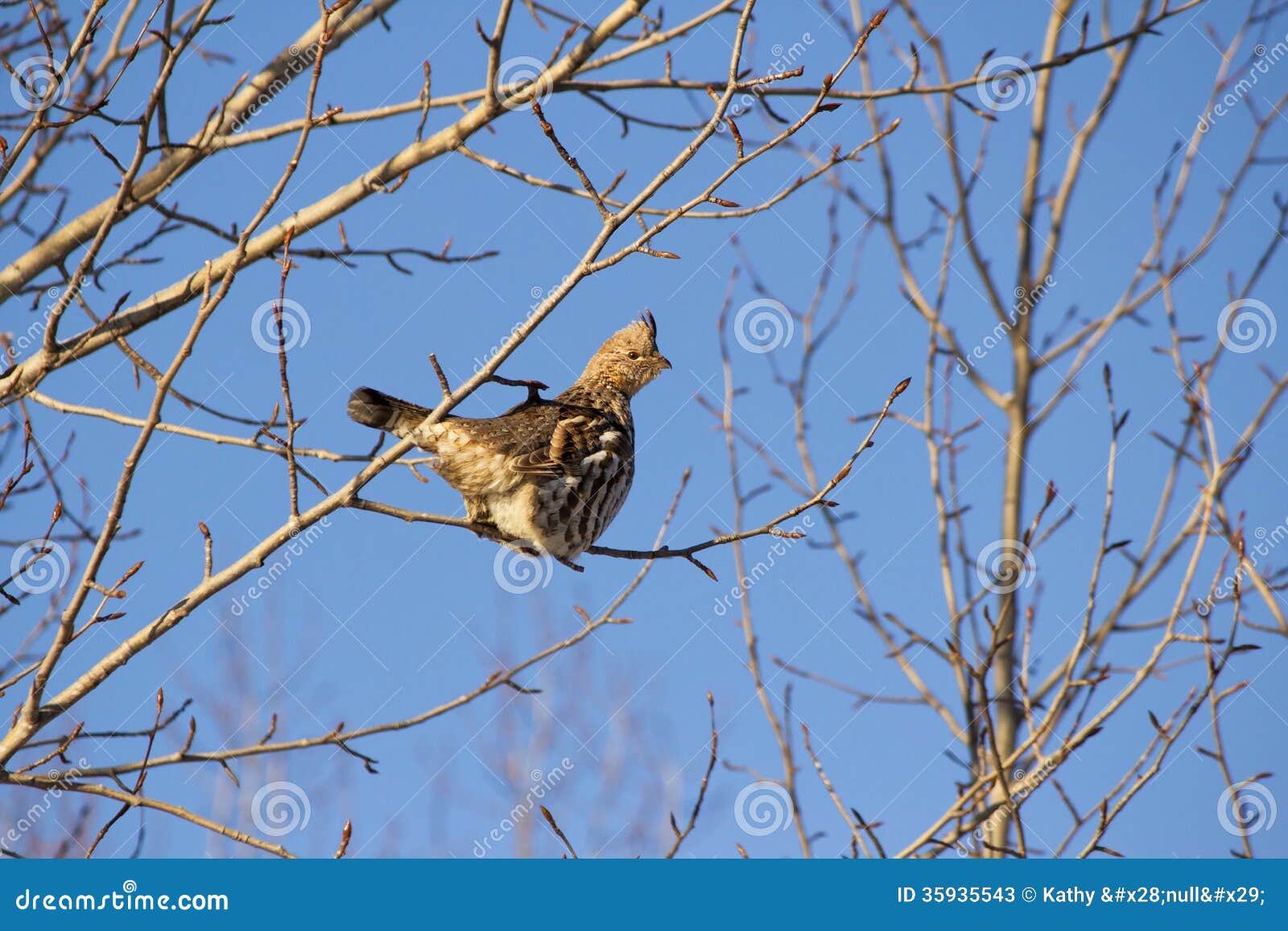 Partridge In A Tree