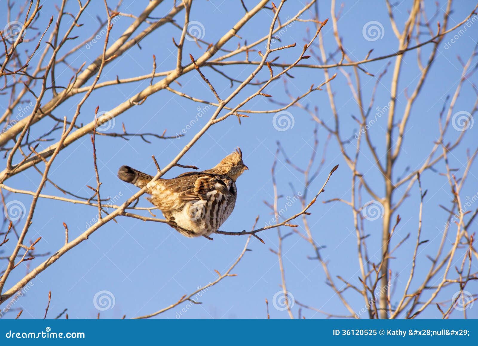 Partridge in a tree stock image. Image of blue, feathers - 36120525