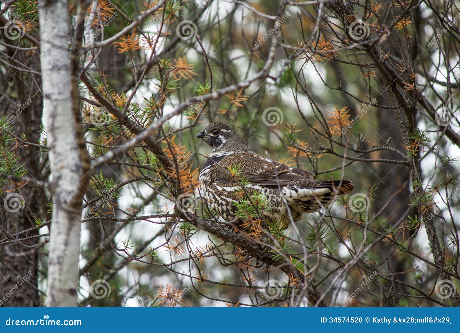 A partridge in a tree stock photo. Image of tree, needles - 34574520