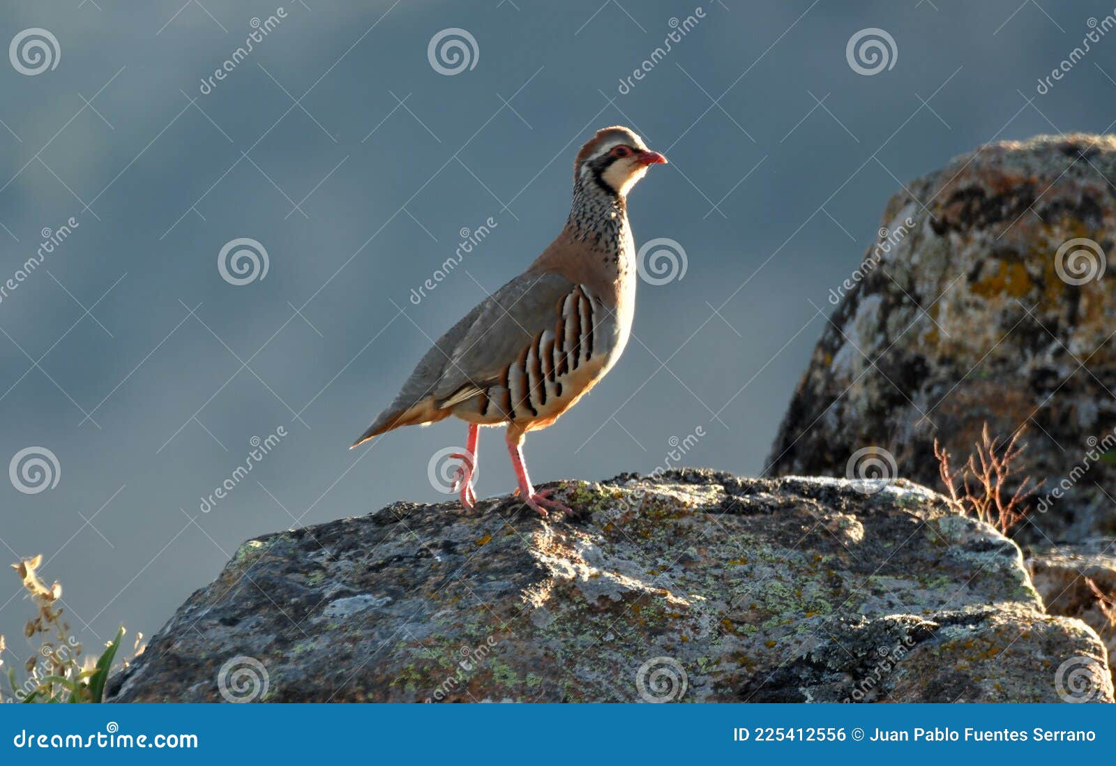 Partridge Walks through the Field with a Backlit Light Stock Photo ...
