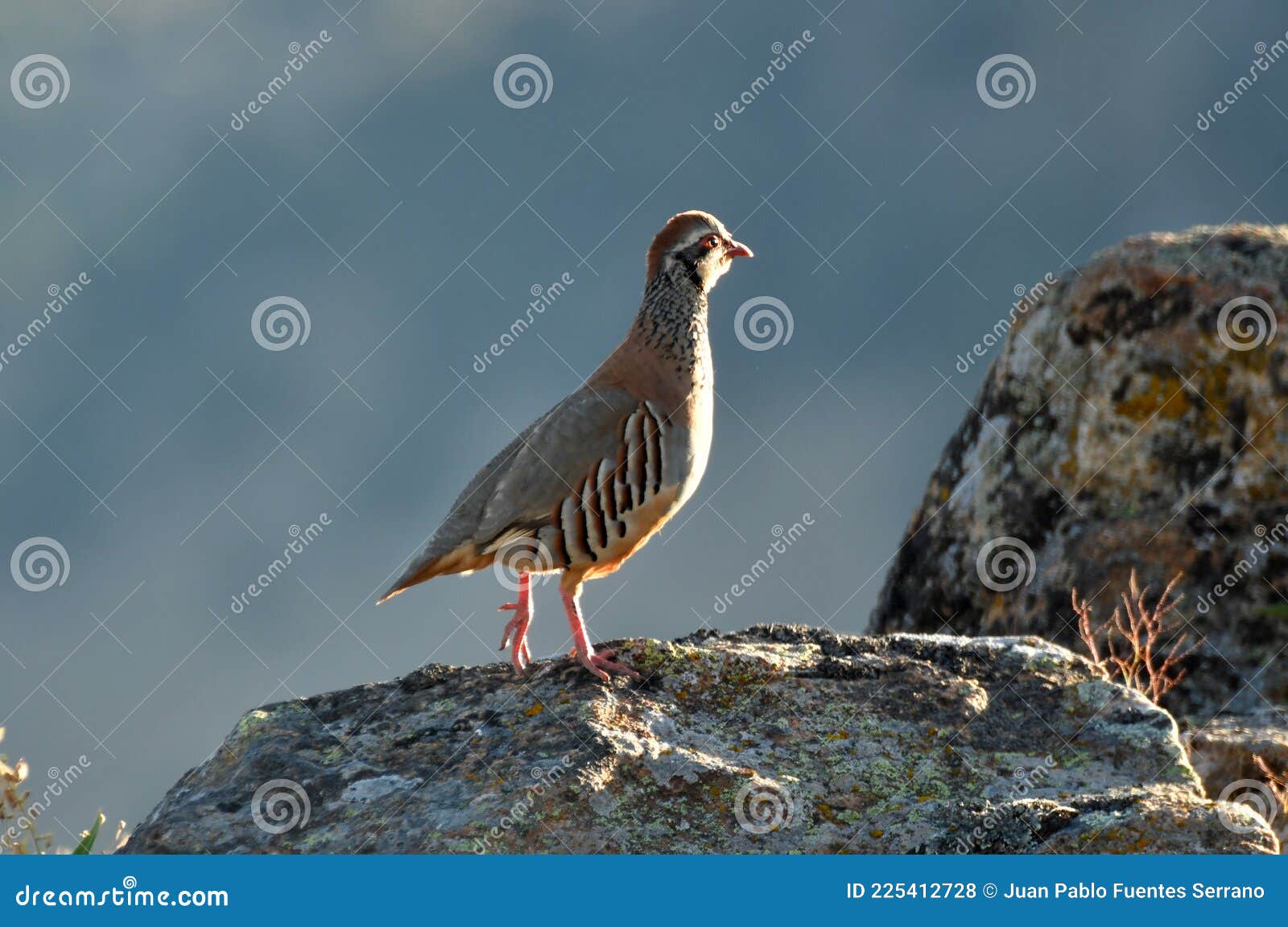 Partridge Walks through the Field Stock Photo - Image of goshawk ...