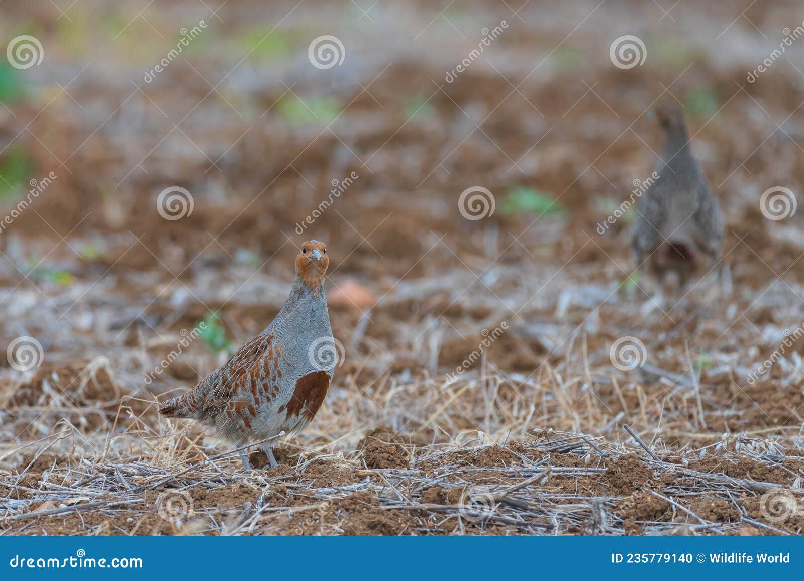 Partridge In Nature. Wild Red Legged Partridge In Natural Habitat. Game ...