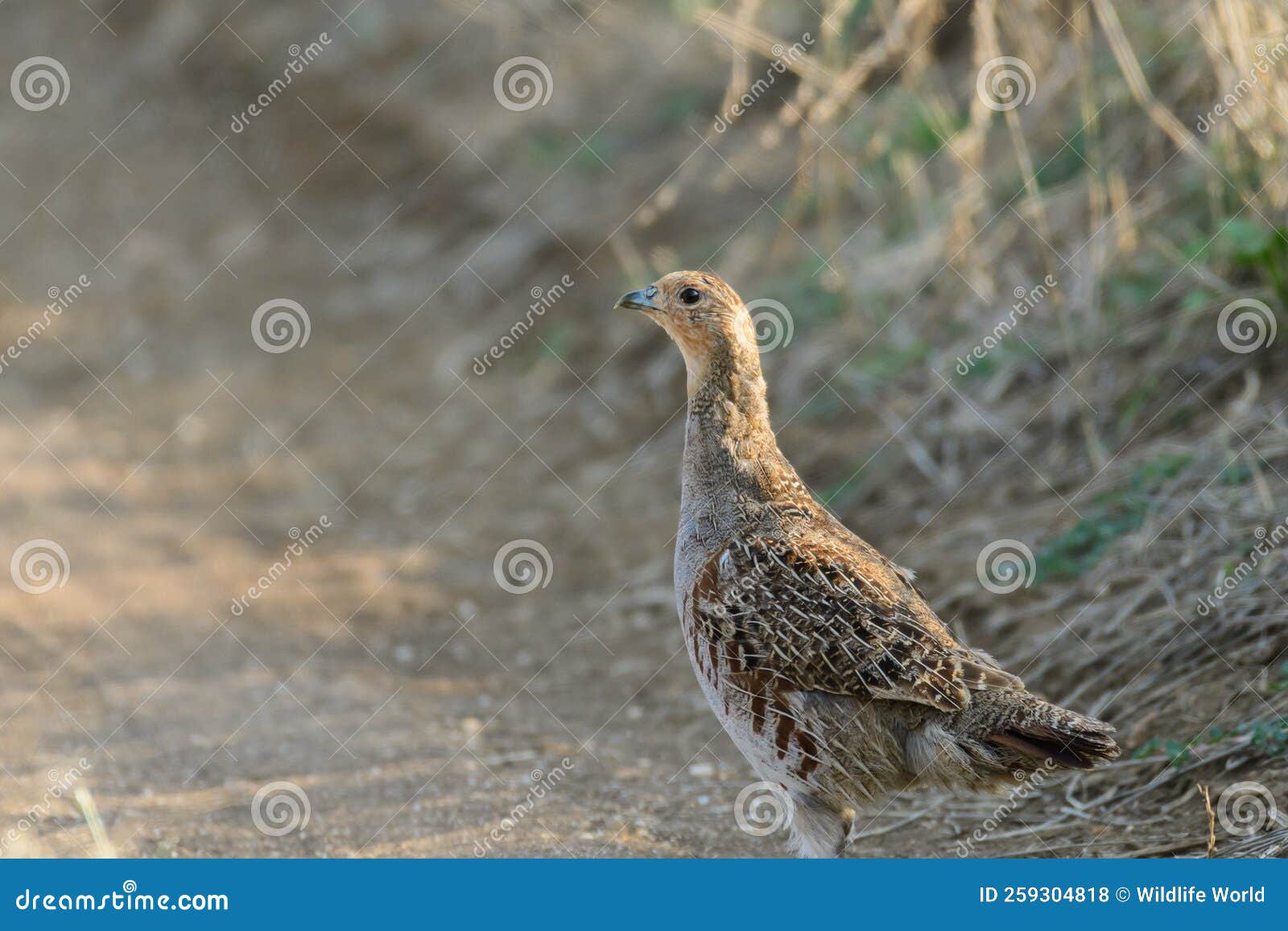 Partridge In Nature. Wild Red Legged Partridge In Natural Habitat. Game ...