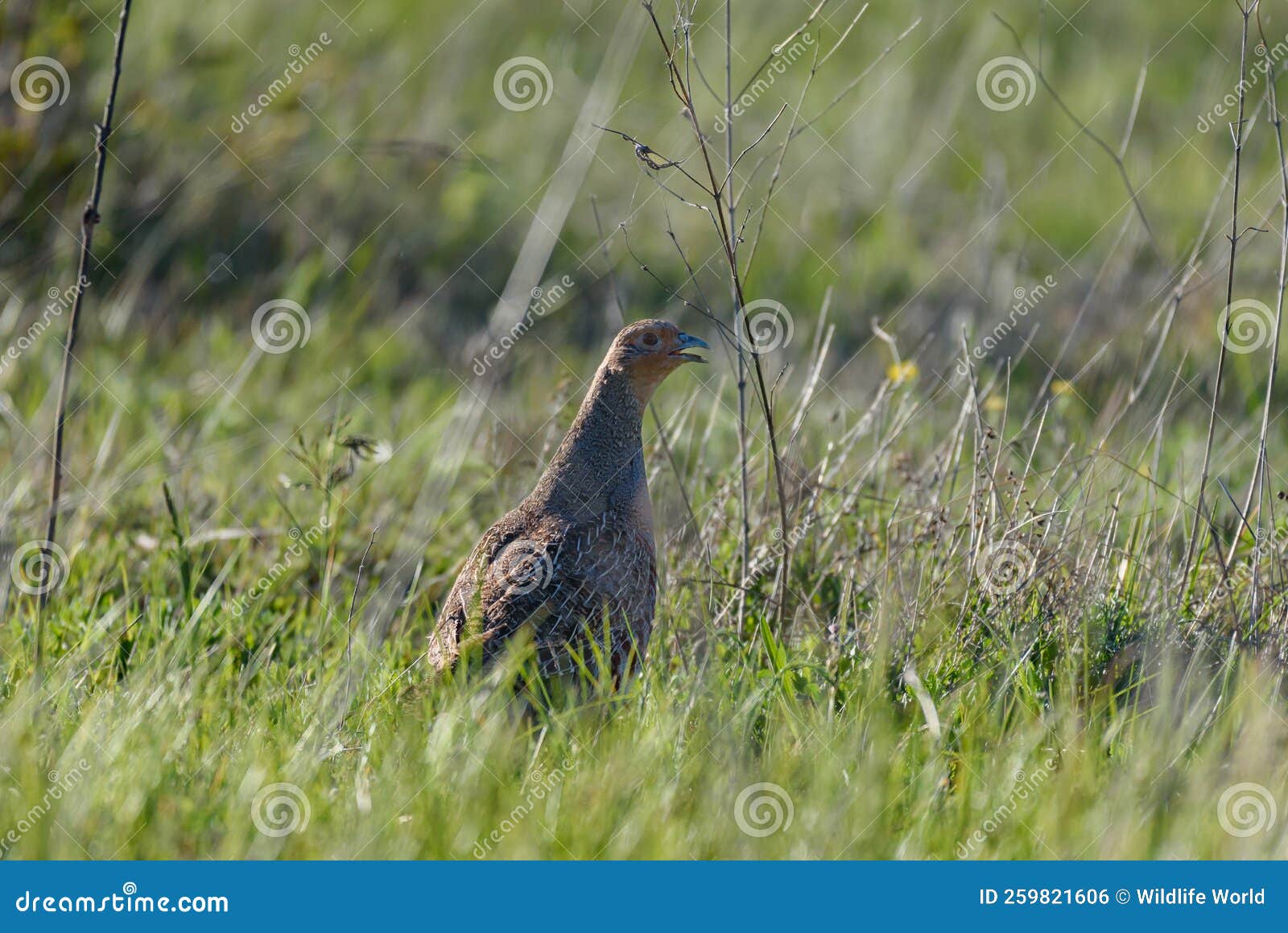 Partridge In Nature. Wild Red Legged Partridge In Natural Habitat. Game ...