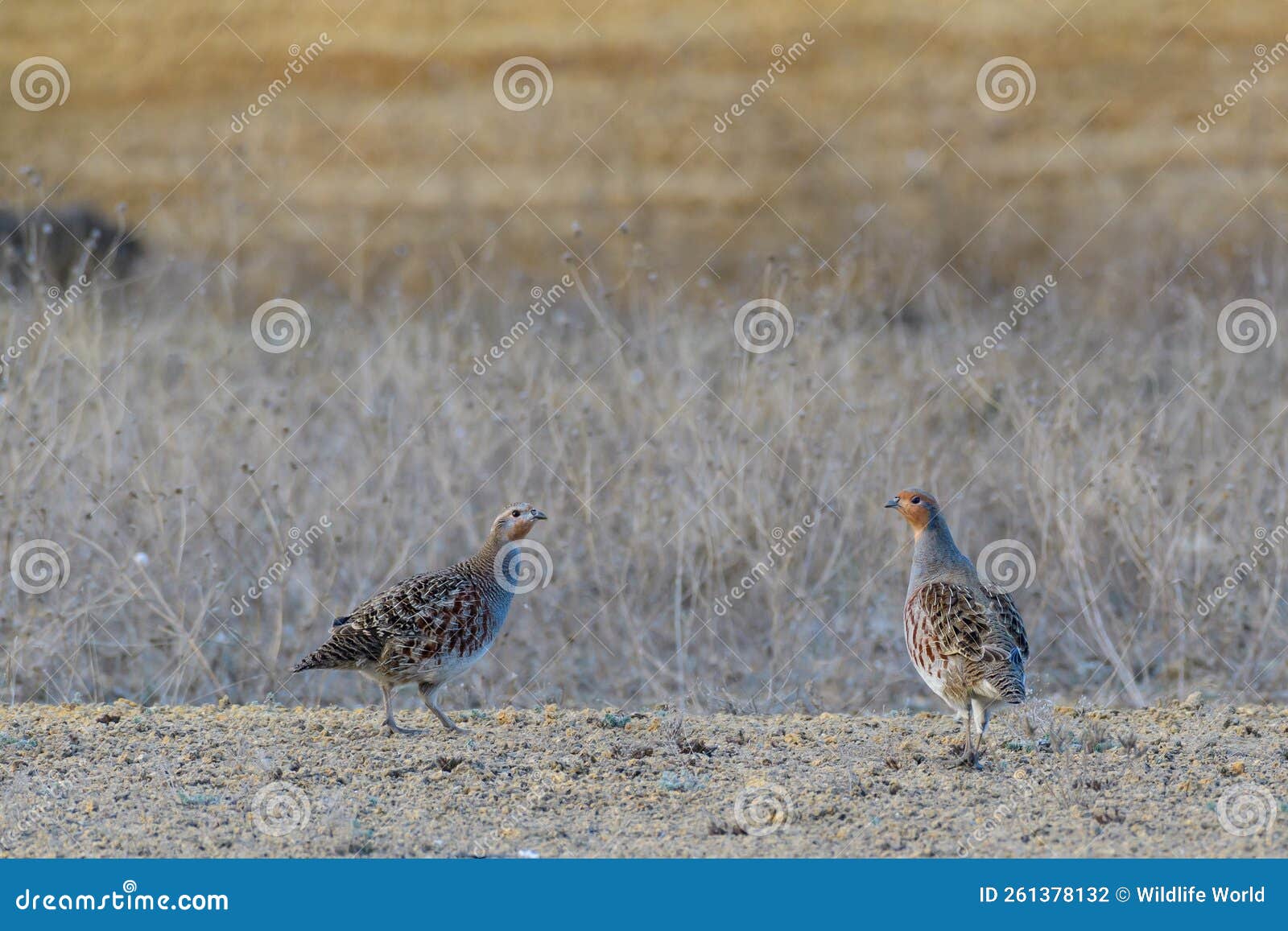 Partridge In Nature. Wild Red Legged Partridge In Natural Habitat. Game ...